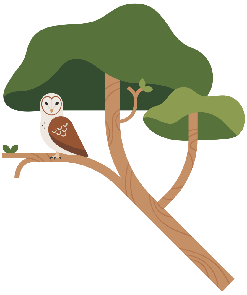 Capes Raptor Centre - Capes Foundation